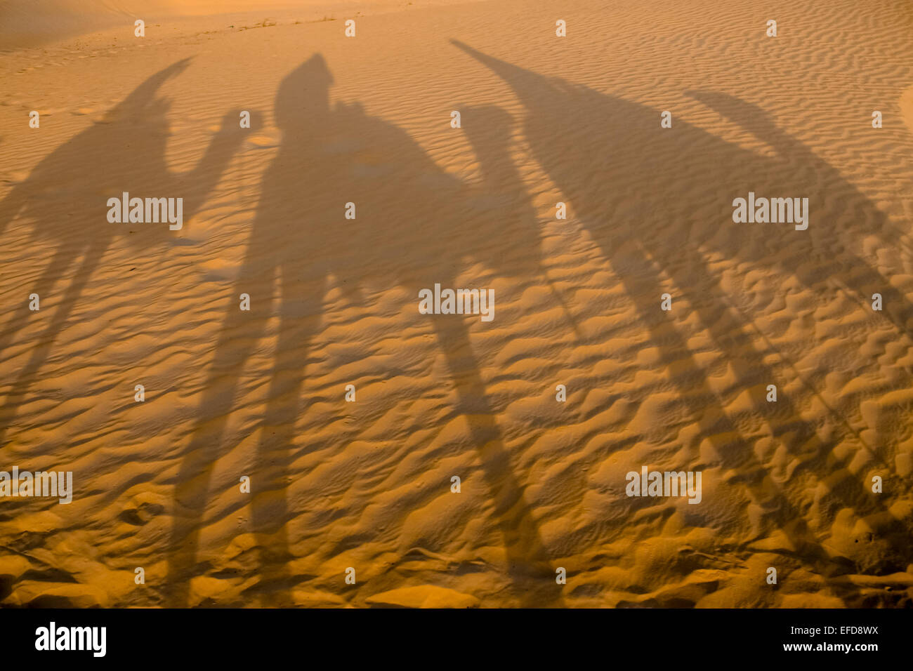 Camel shadow desert hi-res stock photography and images - Alamy