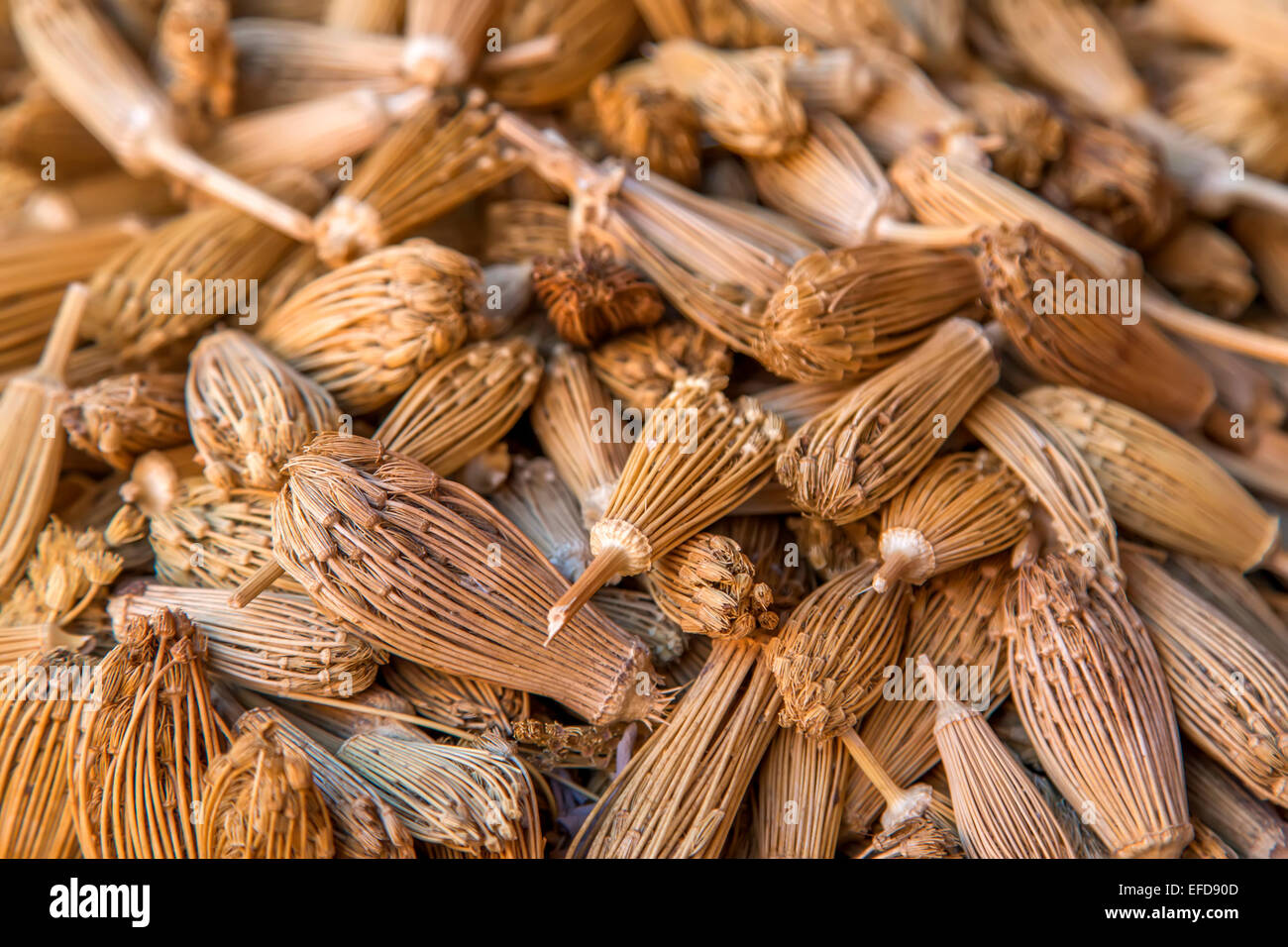 Toothpick plant hi-res stock photography and images - Alamy