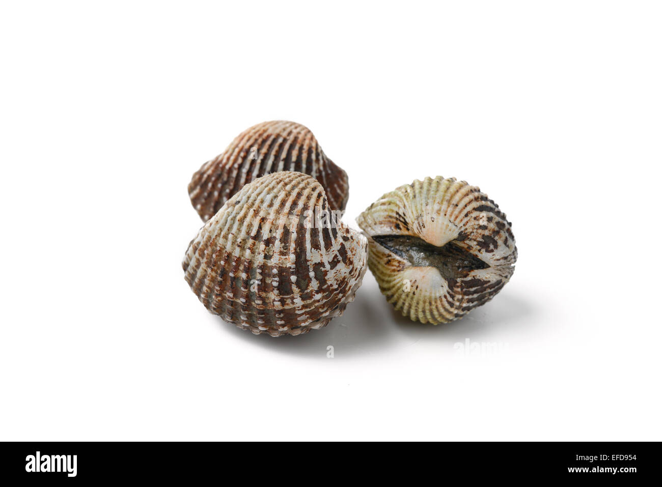cockle on white background Stock Photo - Alamy
