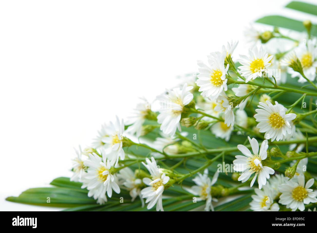 daisy on white background Stock Photo - Alamy