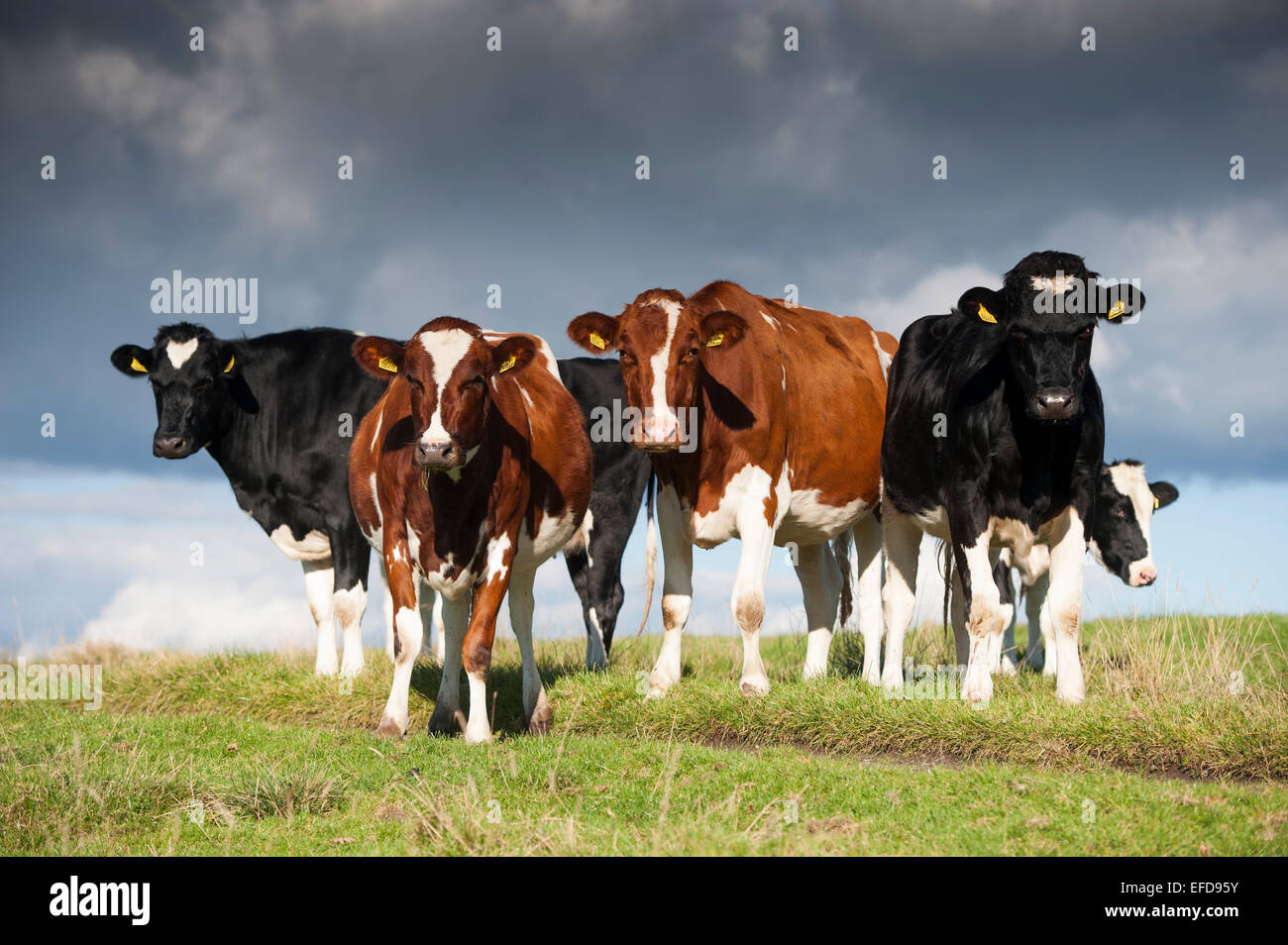 Group of Holstein dairy heifers, some black and white, some red and ...