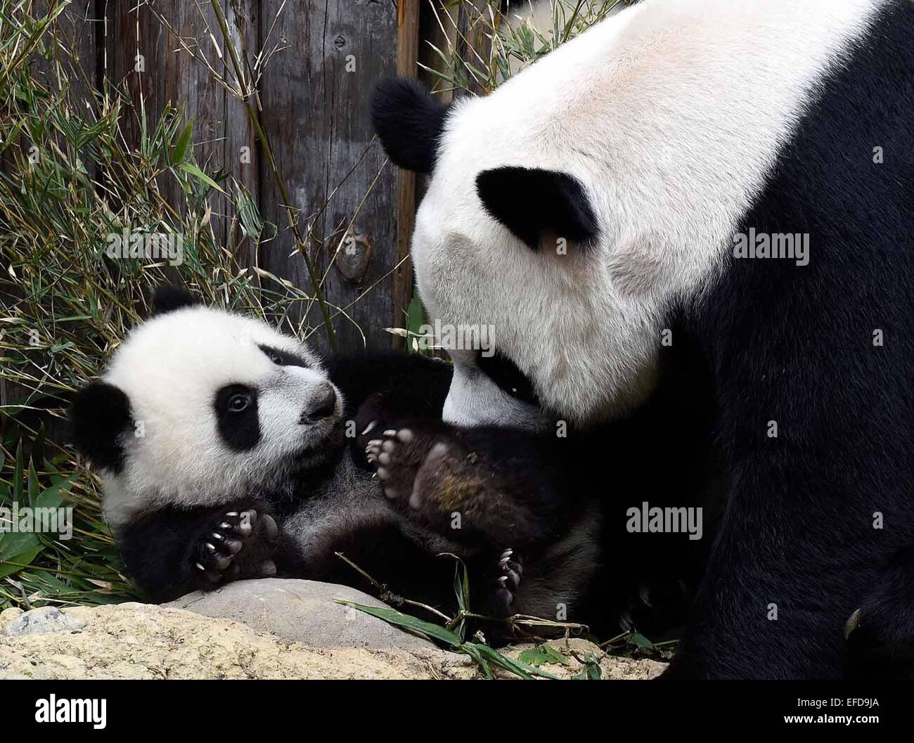 Giant panda breeding programme hi-res stock photography and images - Alamy