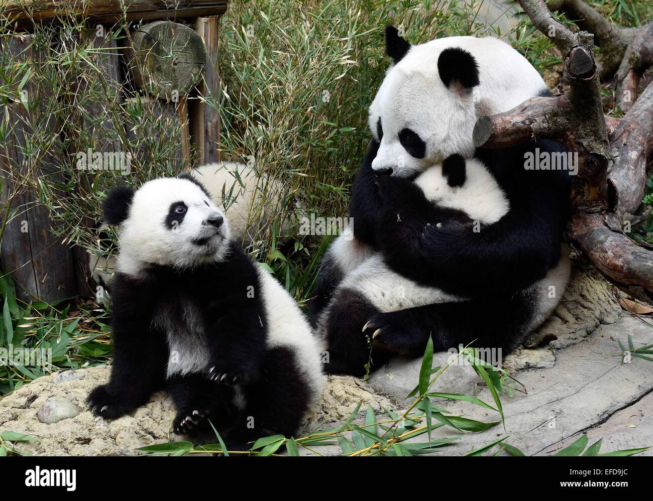 Guangzhou, China. 1st Feb, 2015. Giant panda triplets with their mother ...