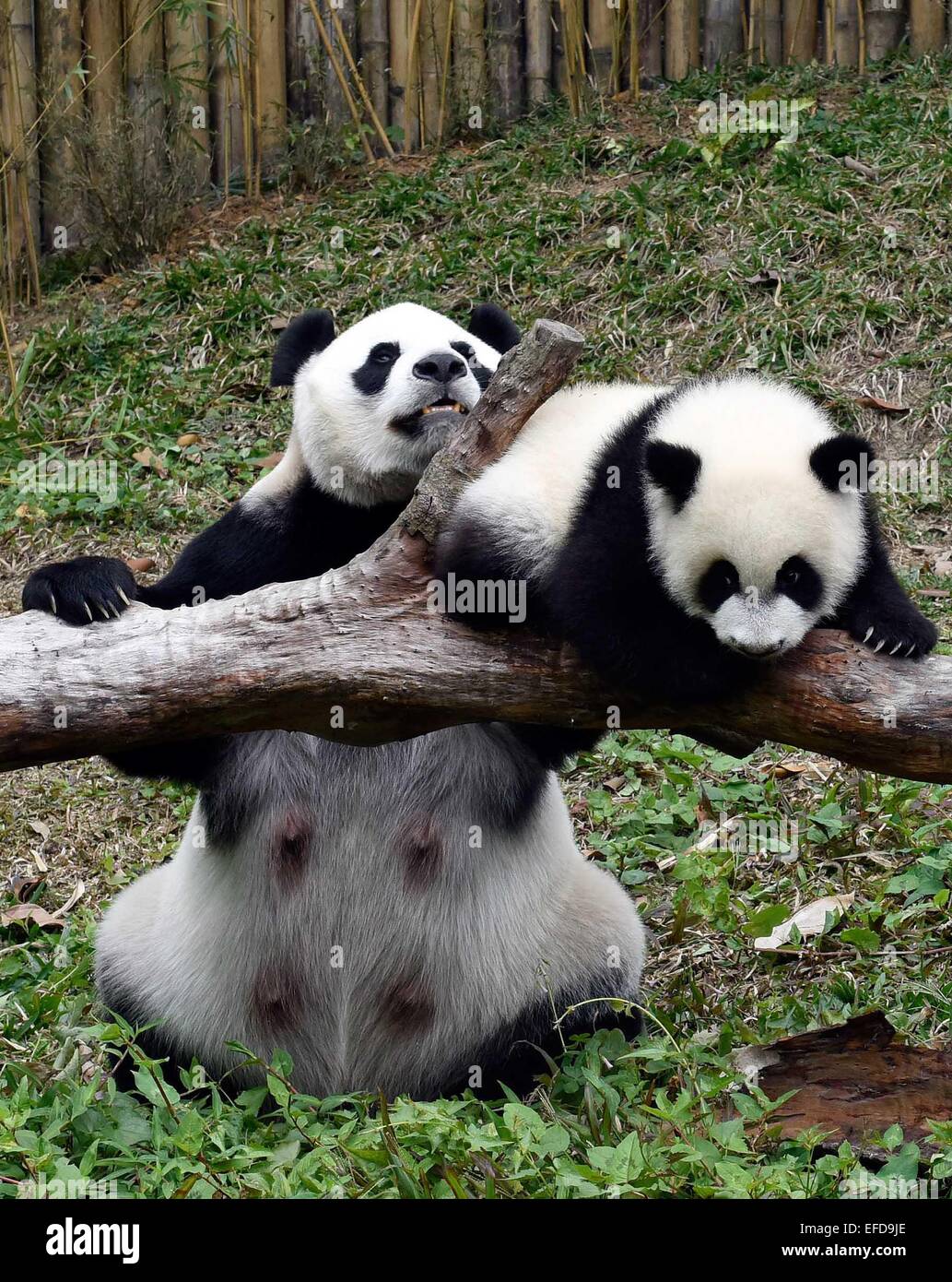 Panda triplets hi-res stock photography and images - Alamy