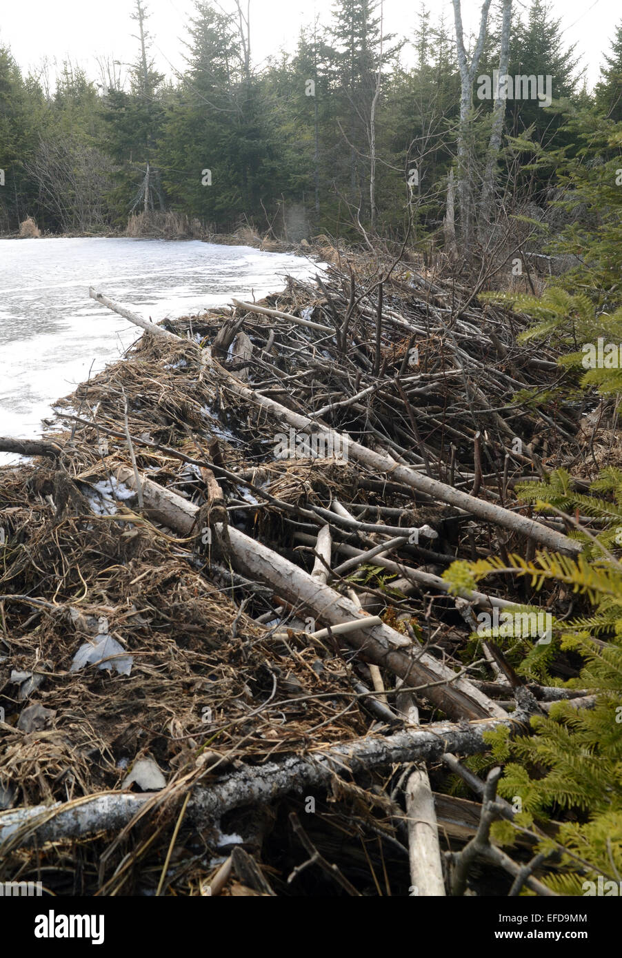 Dam beaver dam hi-res stock photography and images - Alamy