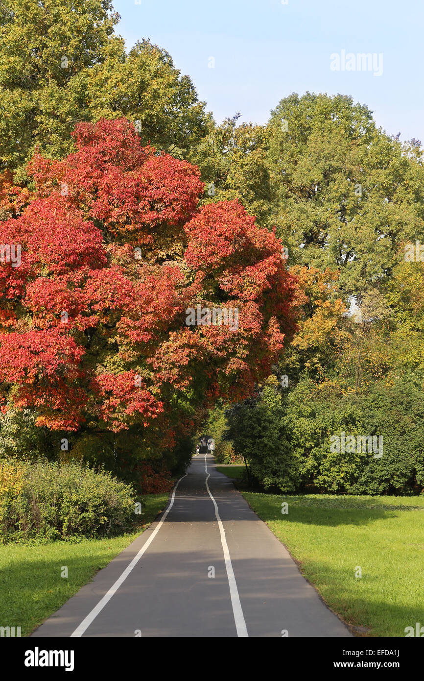 Beautiful autumn tree with colorful leaves photographed closeup Stock ...