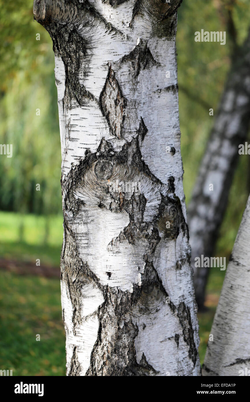 Birch tree photographed close-up on a background of green forest Stock ...