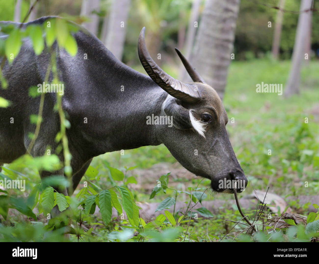 Black cow big horns eating hi-res stock photography and images - Alamy