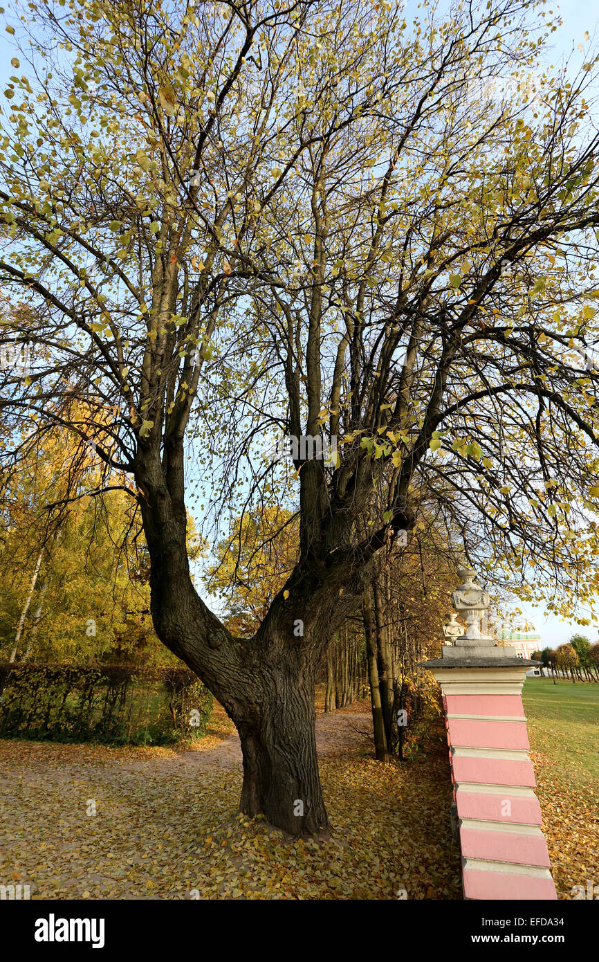 Beautiful autumn tree with colorful leaves photographed closeup Stock ...