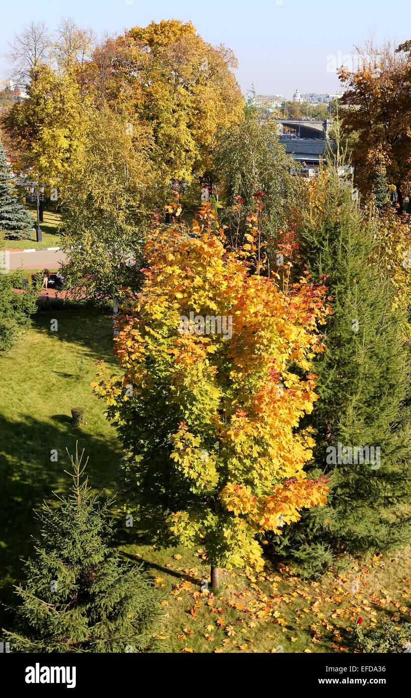 Beautiful autumn tree with colorful leaves photographed closeup Stock ...