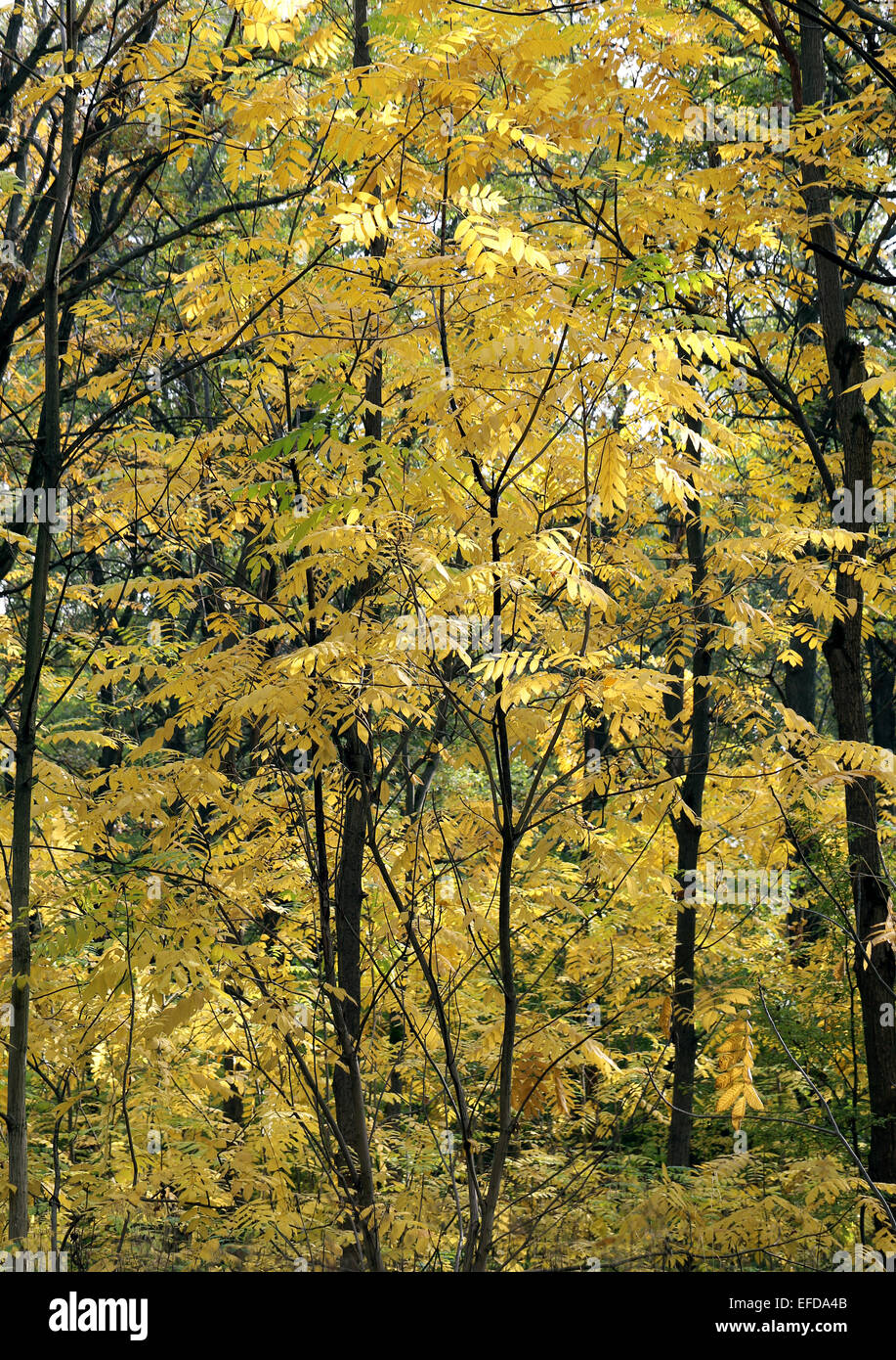 Beautiful autumn tree with colorful leaves photographed closeup Stock ...