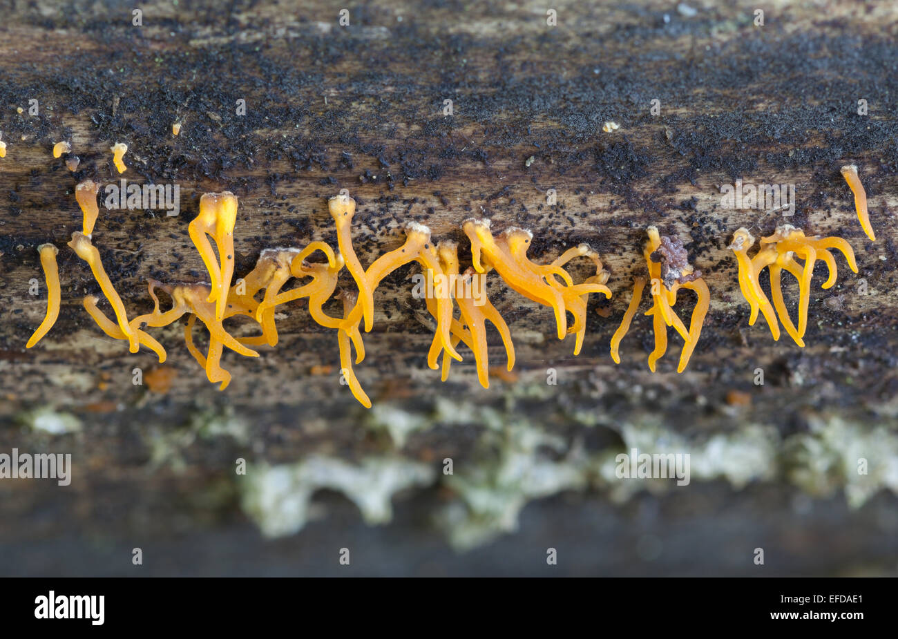 Calocera cornea mushroom Stock Photo - Alamy