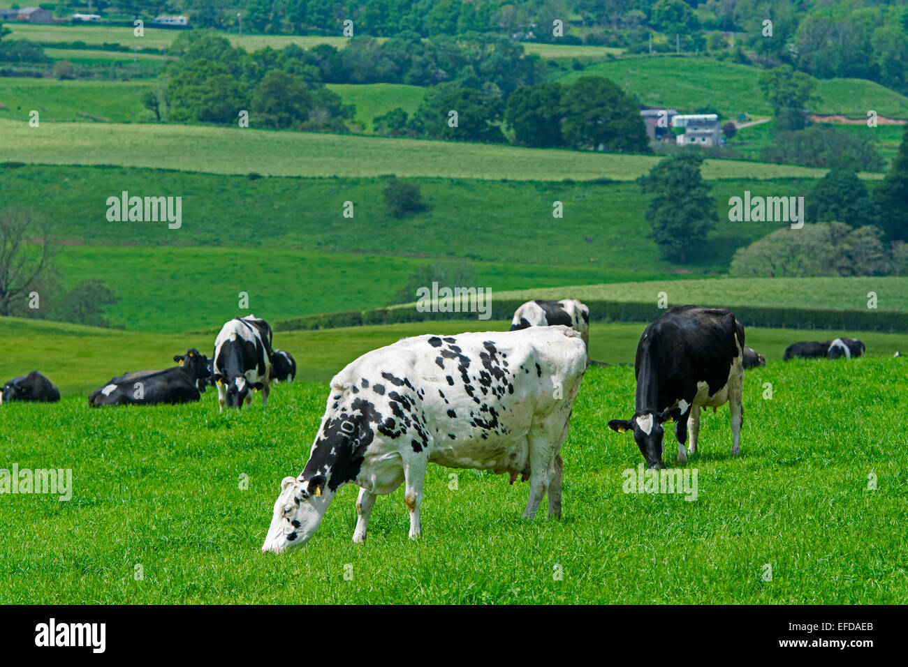 Grazing cattle in meadow hi-res stock photography and images - Alamy