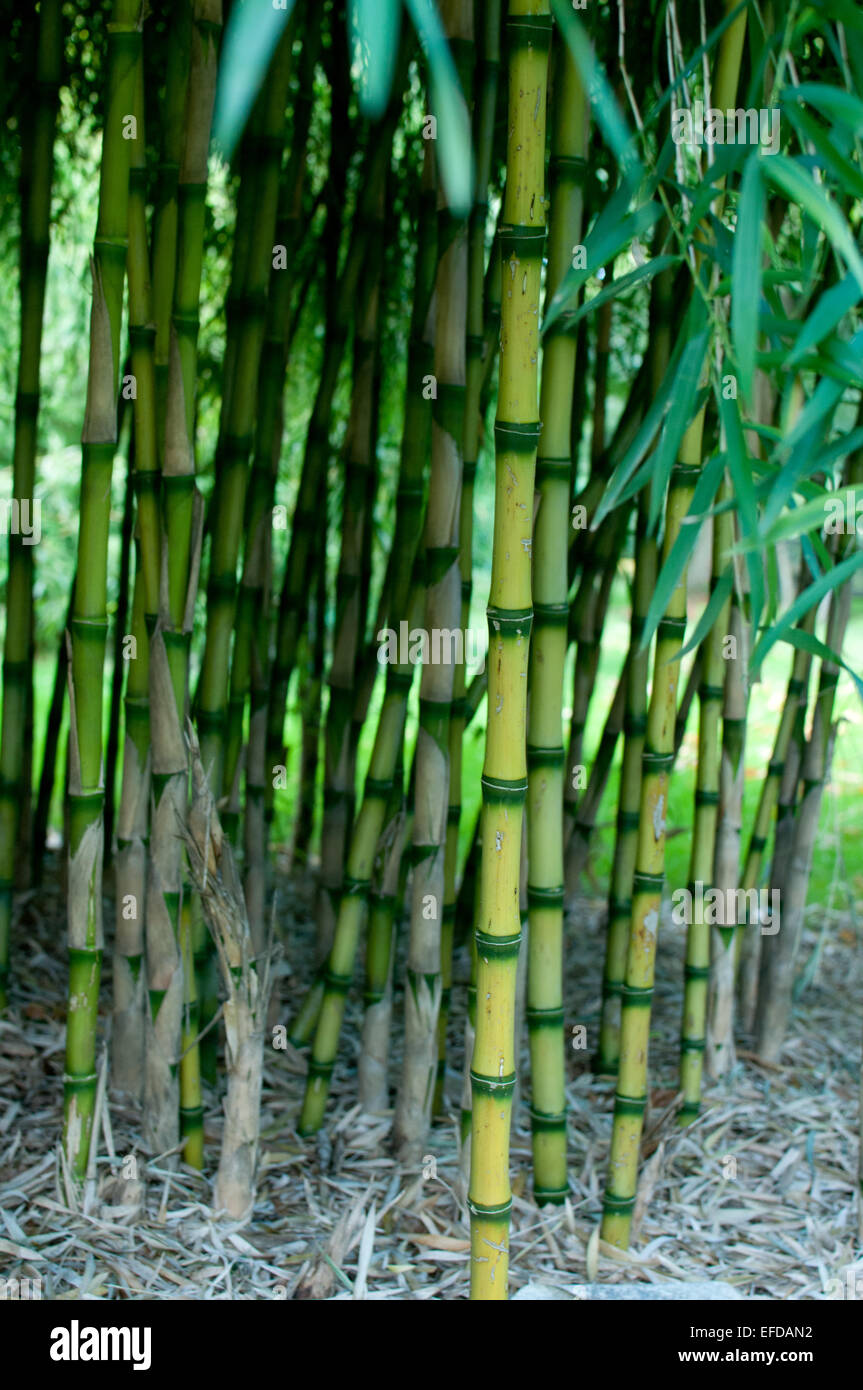 Tall growing bamboo hi-res stock photography and images - Alamy