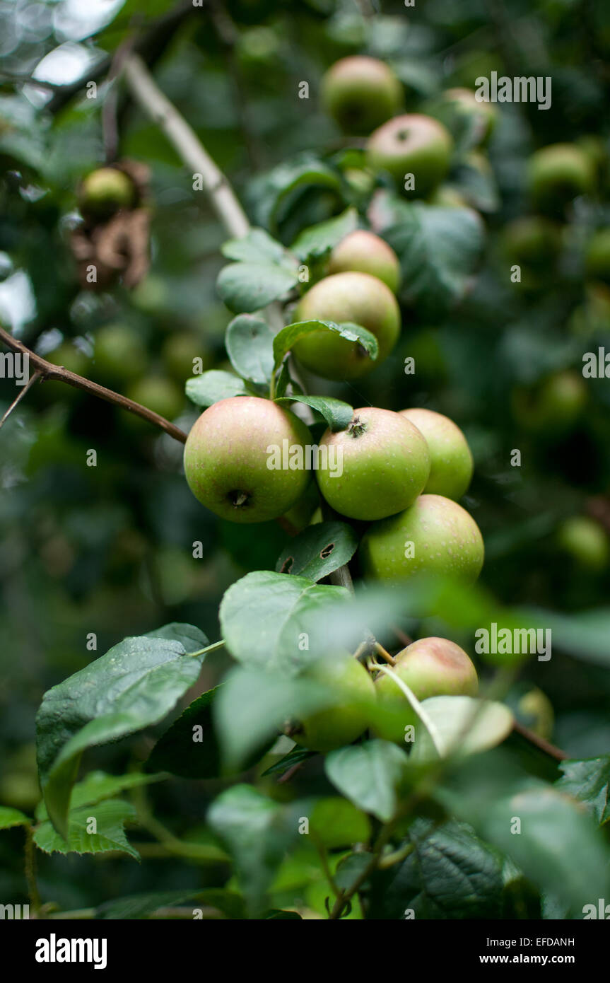 Apples attached to tree hi-res stock photography and images - Alamy