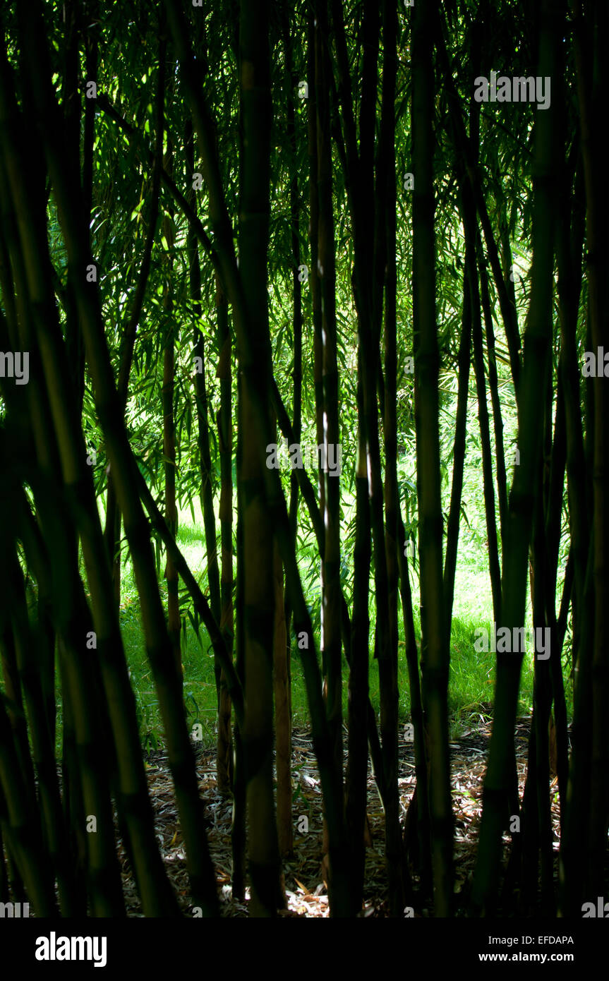 Tall bamboo plants hi-res stock photography and images - Alamy