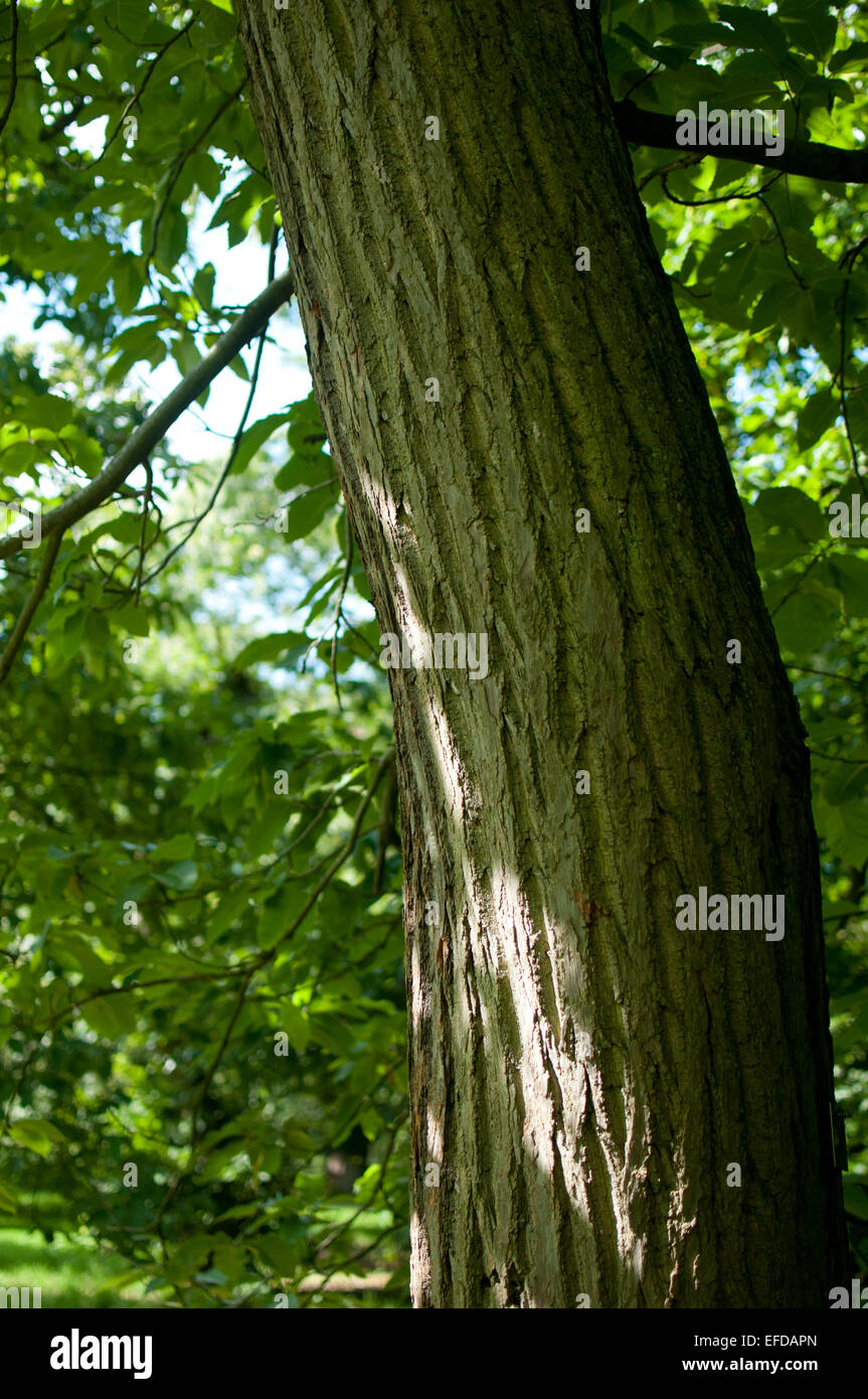 tree trunk with sunlight Stock Photo - Alamy