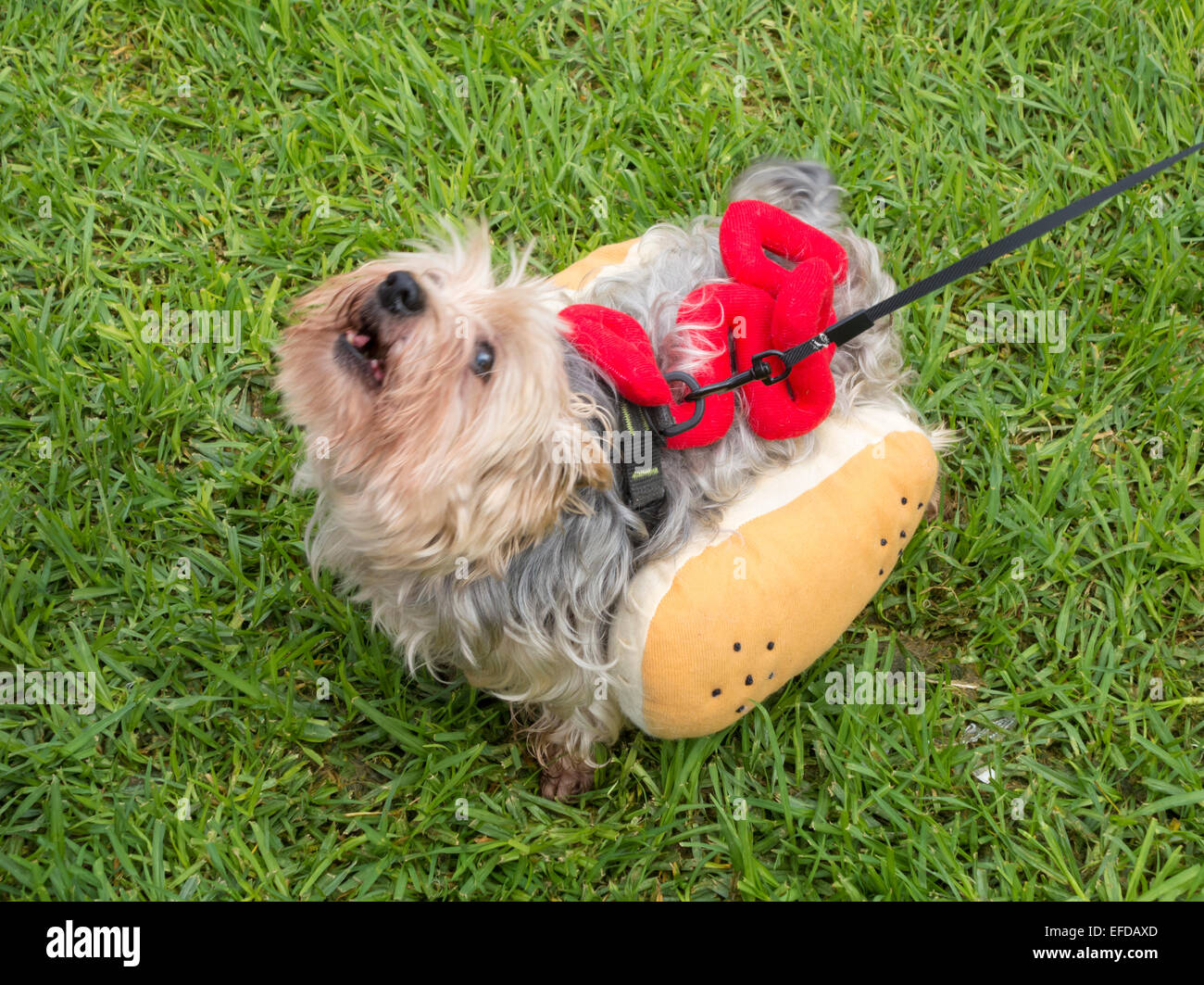 Yorkshire Terrier dressed as Hot Dog at Dog Stock Photo - Alamy