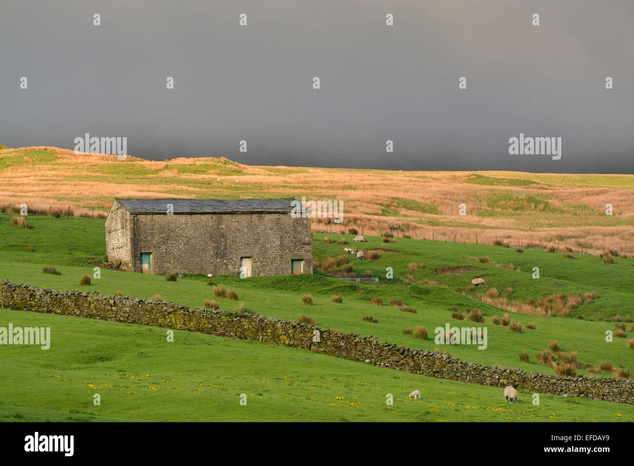 Traditional stone barn in upland pasture, Cumbria, UK Stock Photo - Alamy
