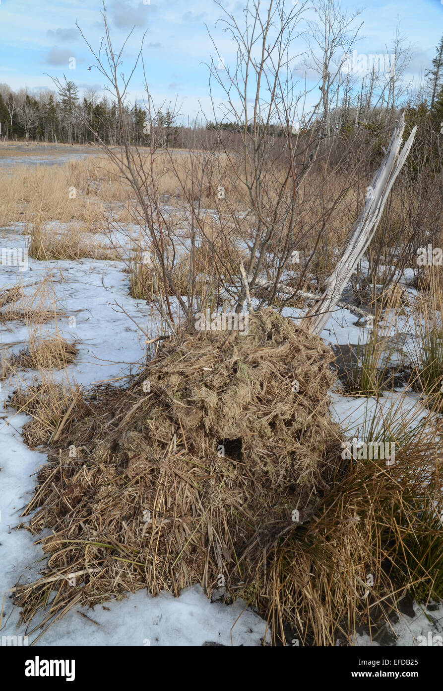 Muskrat lodge hi-res stock photography and images - Alamy
