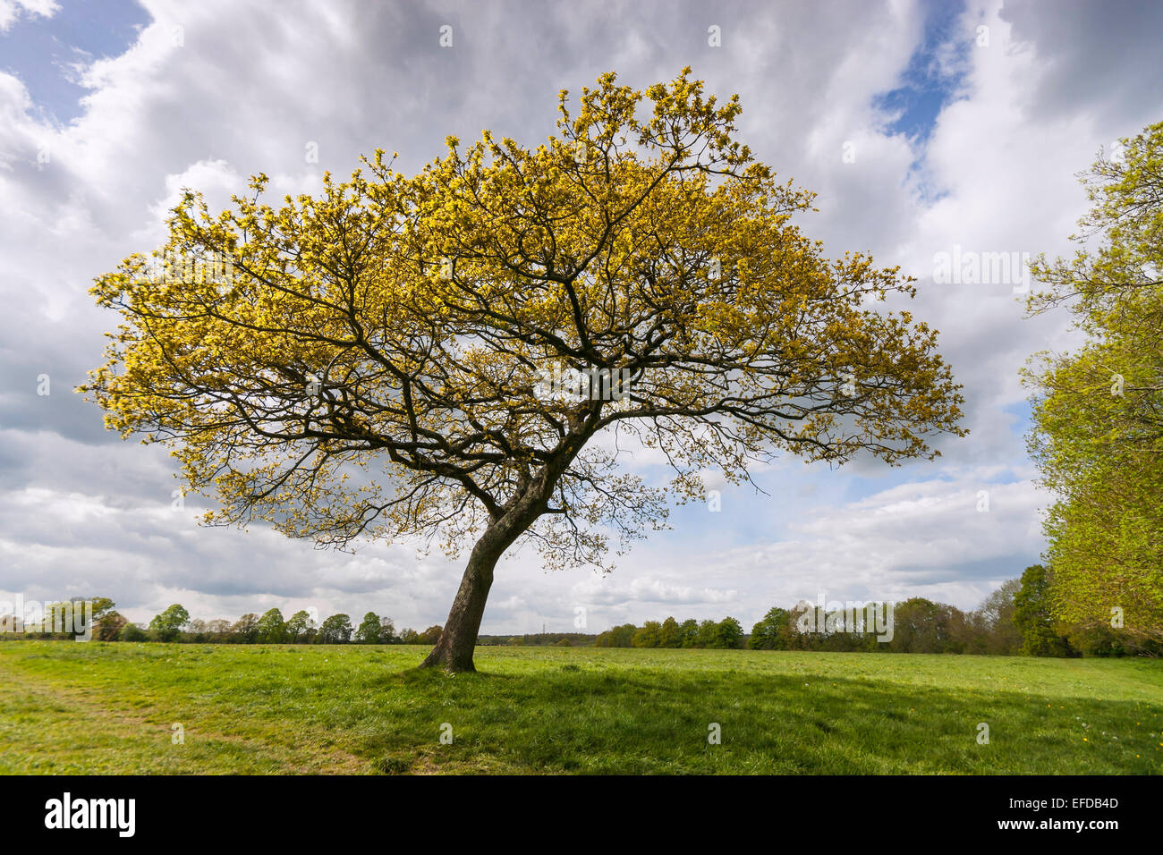 Lone single one oak tree hi-res stock photography and images - Alamy