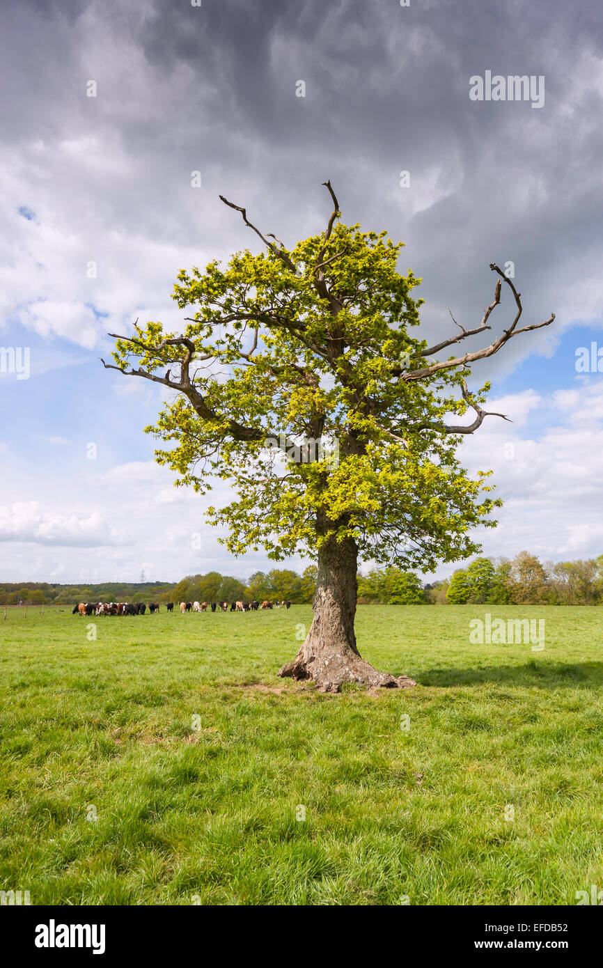 Spring oak tree hi-res stock photography and images - Alamy