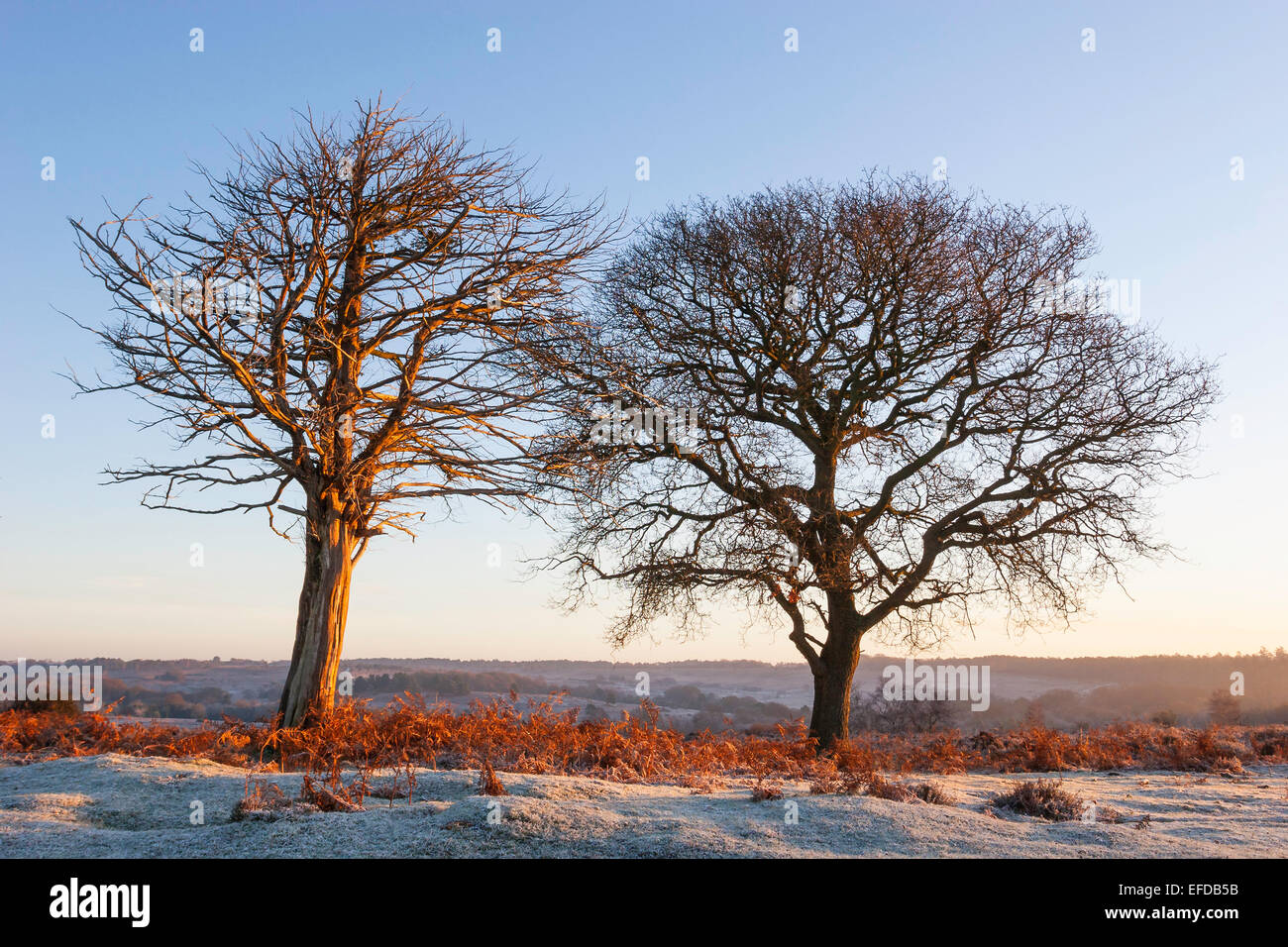 Two trees, an Oak tree and a dead Yew tree stand against a clear blue ...