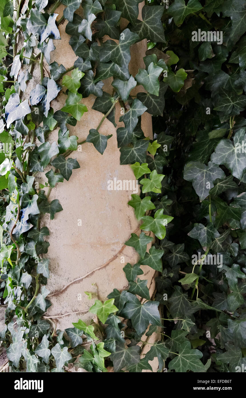 Column covered with ivy Stock Photo - Alamy