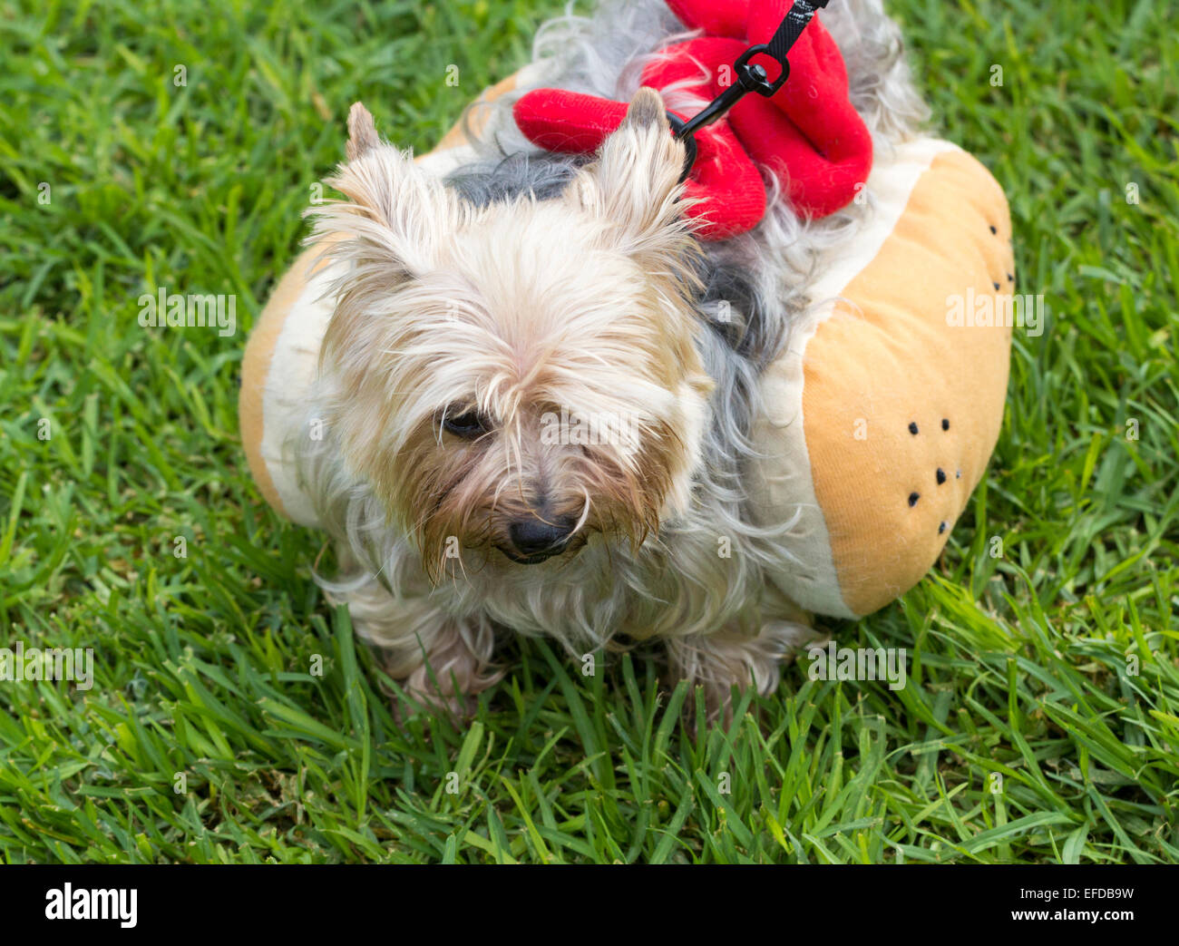 Yorkshire Terrier dressed as Hot Dog at Dog Stock Photo - Alamy