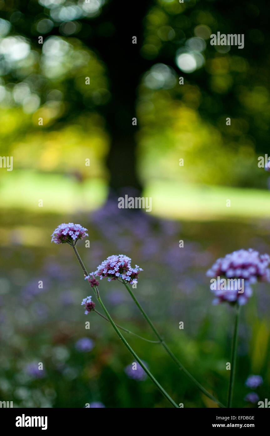 verbena and tree Stock Photo - Alamy