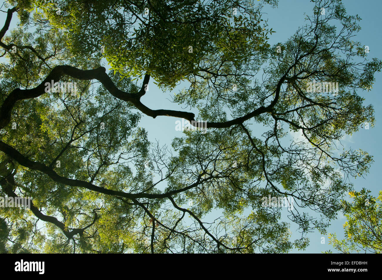 Summery leaves hi-res stock photography and images - Alamy