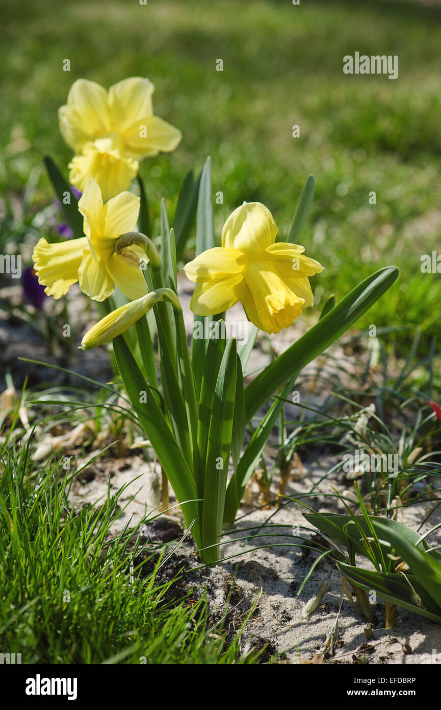 Beautiful yellow daffodils Stock Photo - Alamy