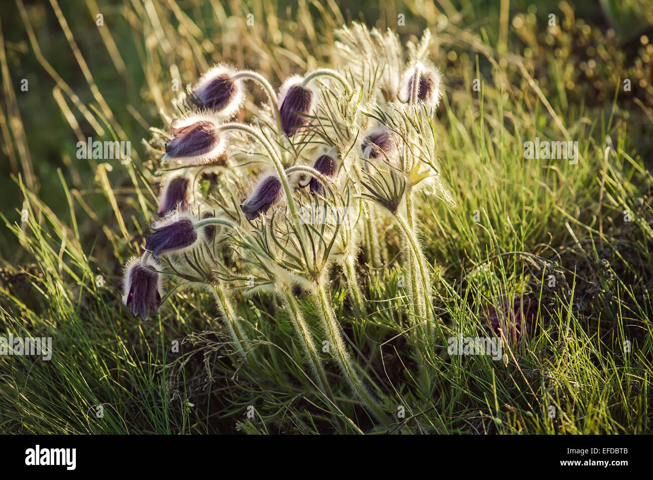 Pasque-flower in nature Stock Photo - Alamy