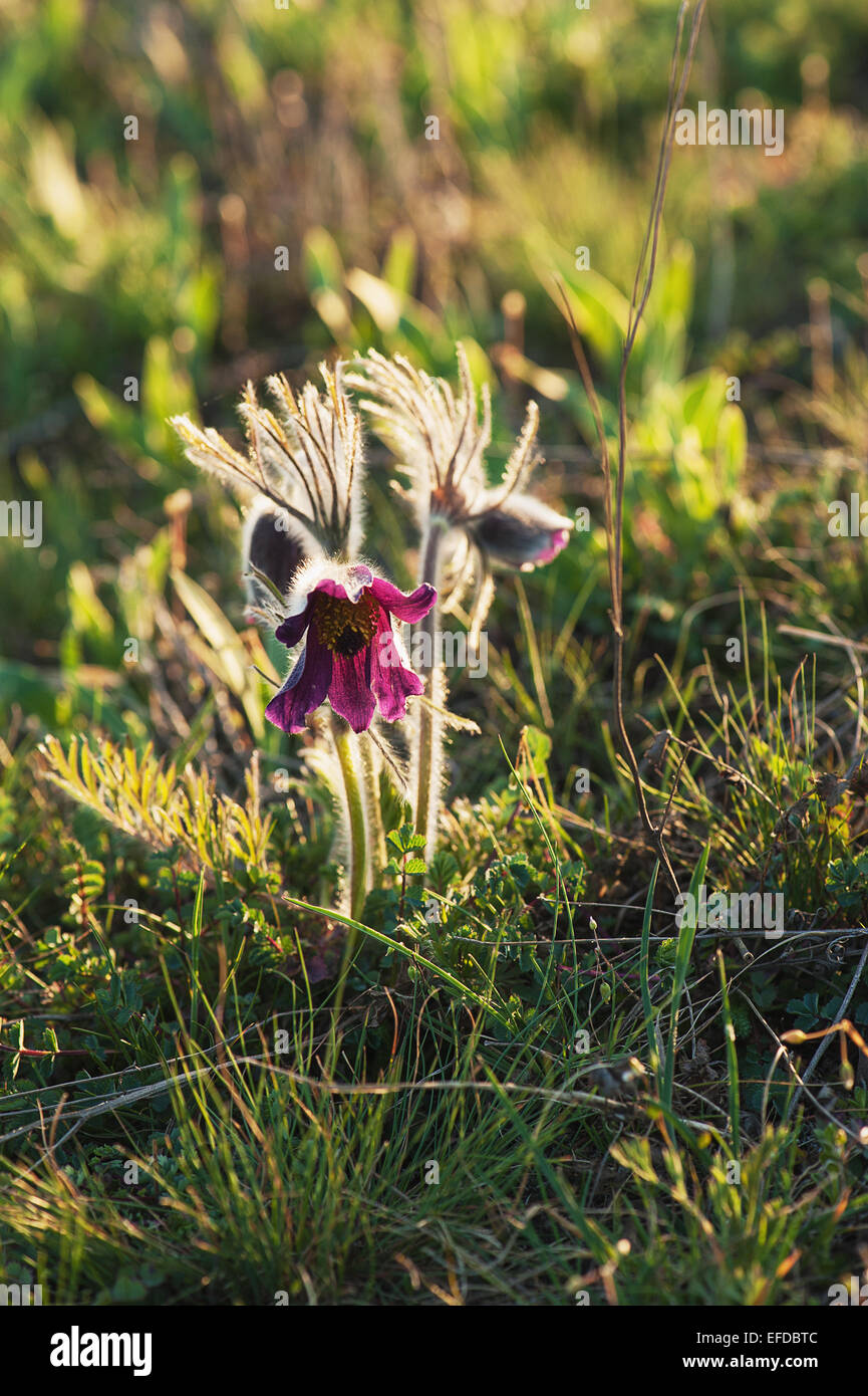 Pasque-flower in nature Stock Photo - Alamy