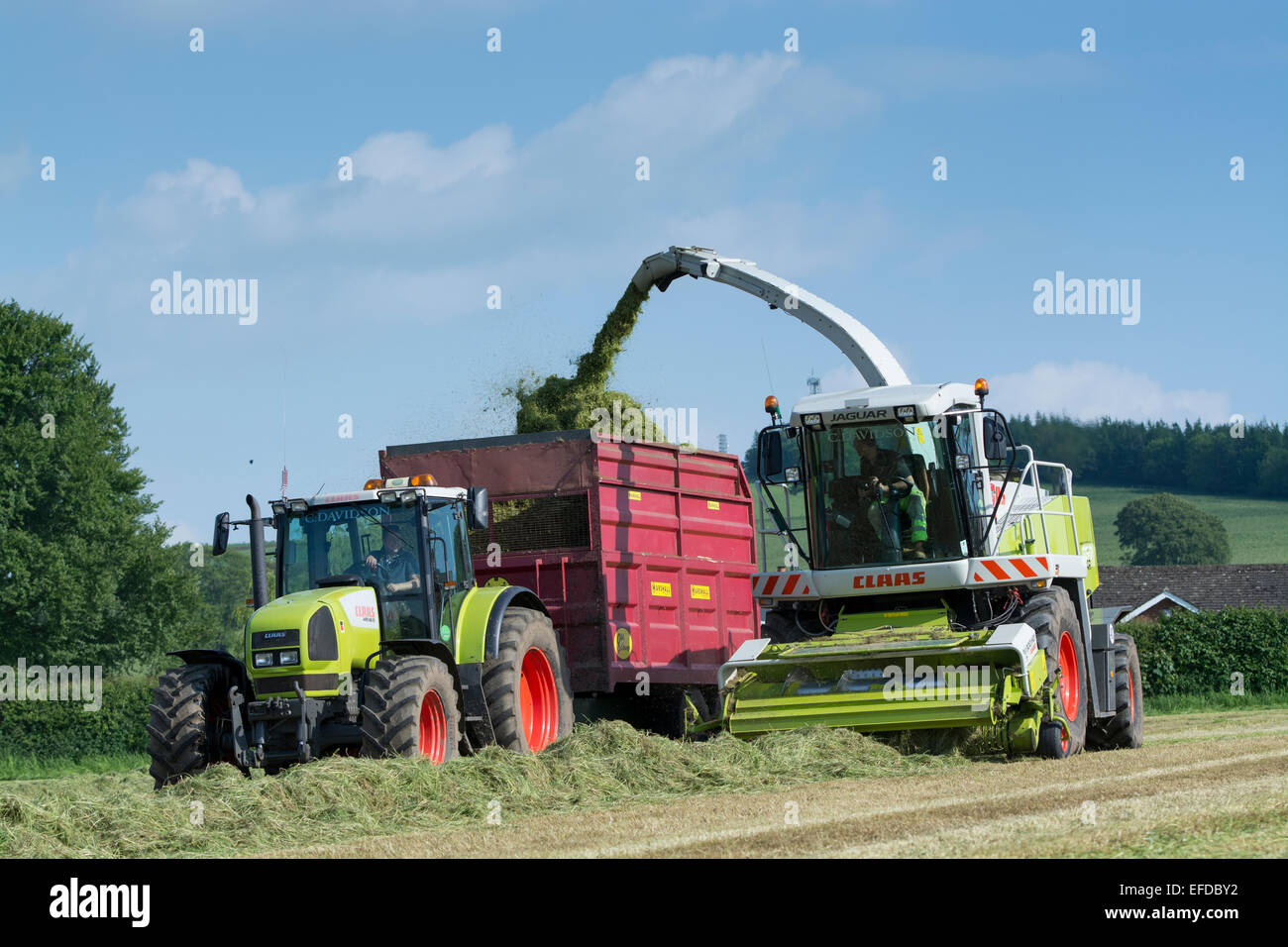 Claas Jaguar 850 self propelled forager chopping grass and loading ...