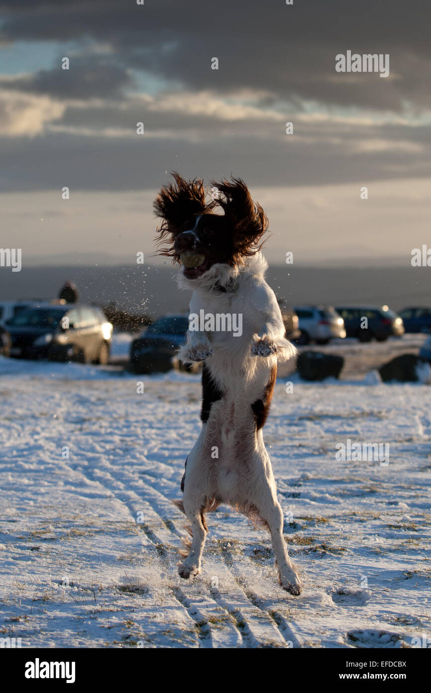 Springer Spaniel And Owner High Resolution Stock Photography and Images ...