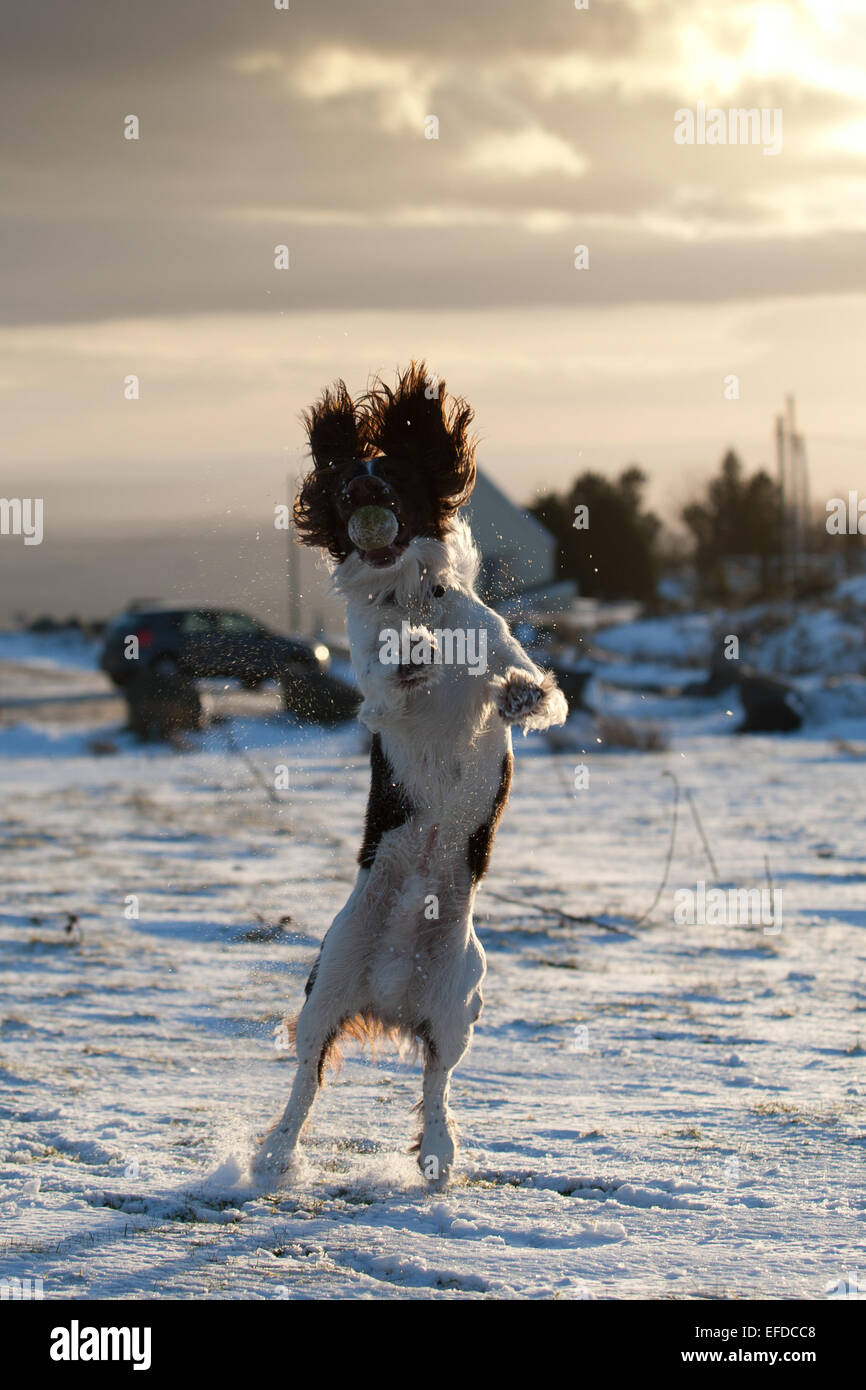 Springer Spaniel And Owner High Resolution Stock Photography and Images ...