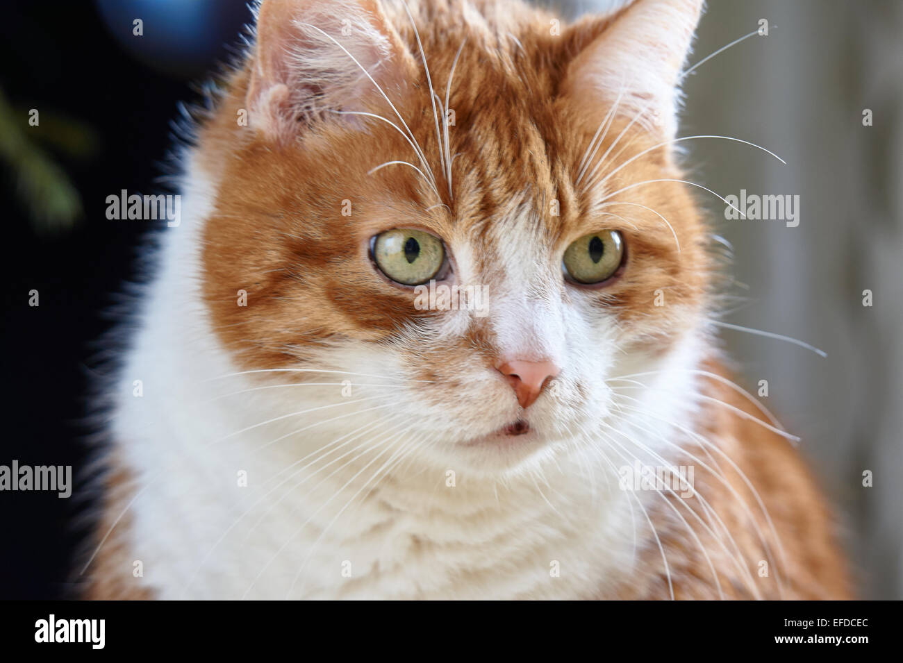 Red and white male European cat Stock Photo - Alamy