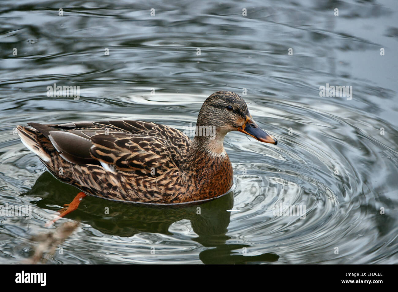 A female mallard duck floating on the pond Stock Photo - Alamy