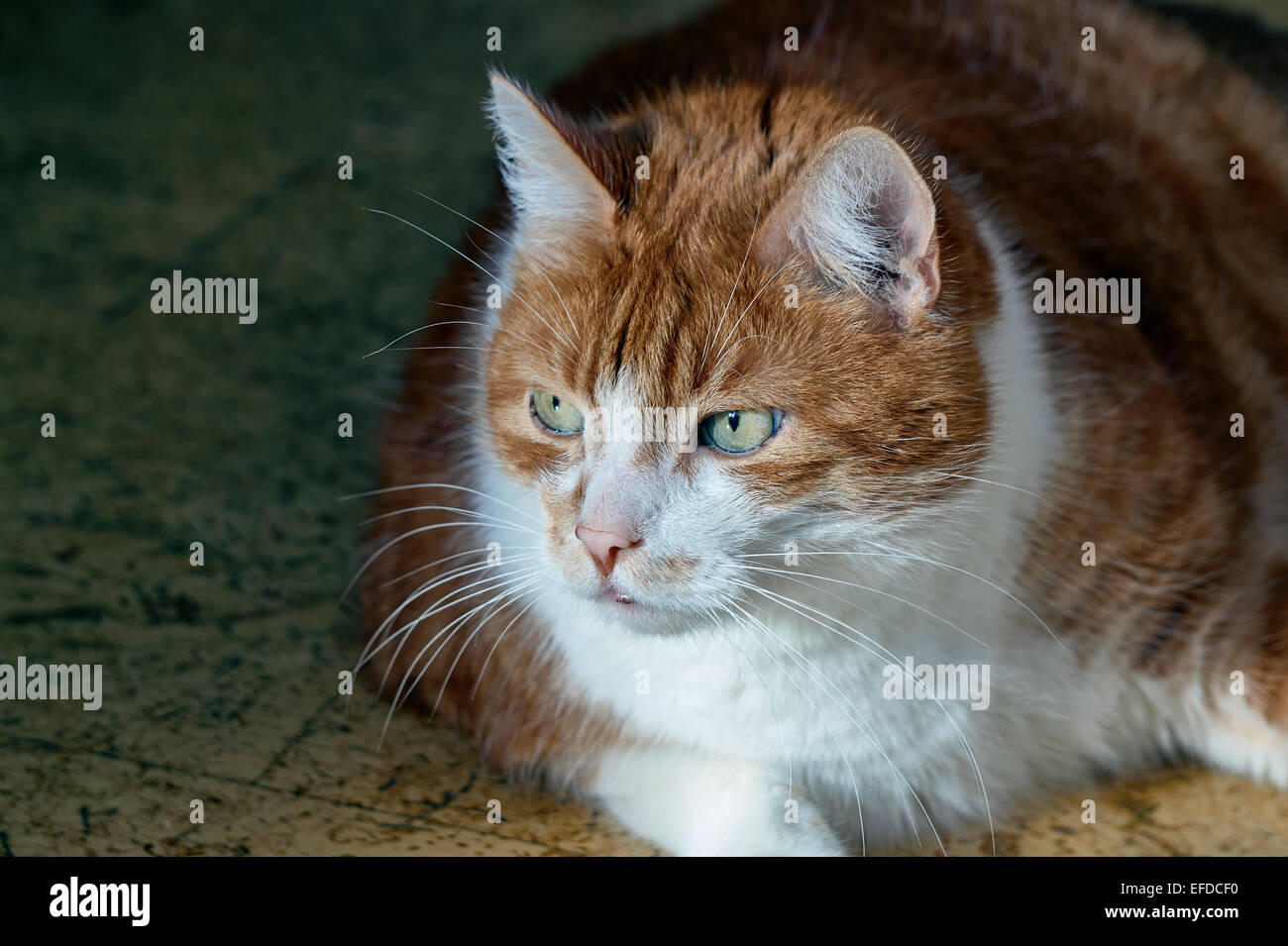 Red white male cat hi-res stock photography and images - Alamy