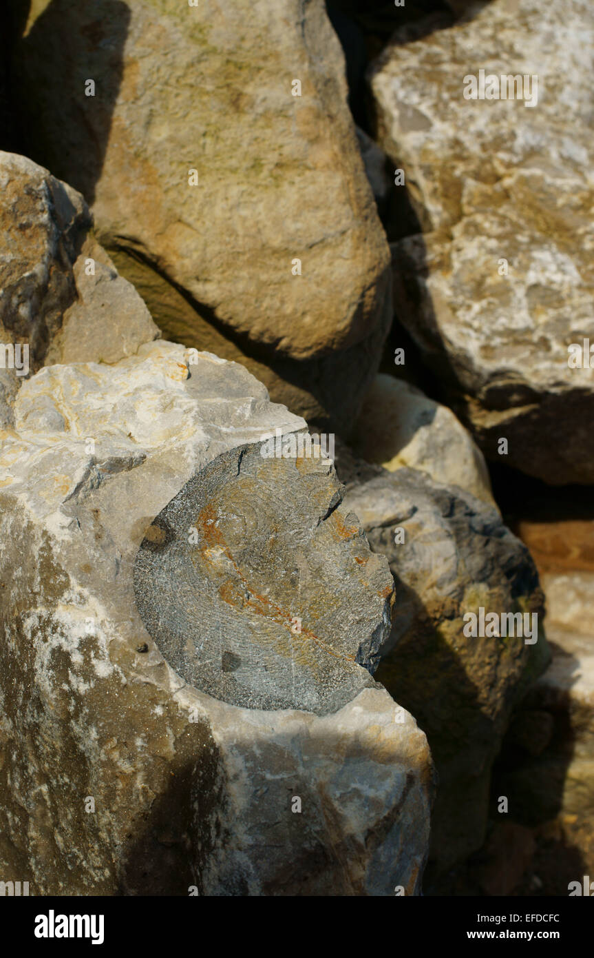 Fossilised tree rings in Jurassic period limestone near Lulworth Cove ...