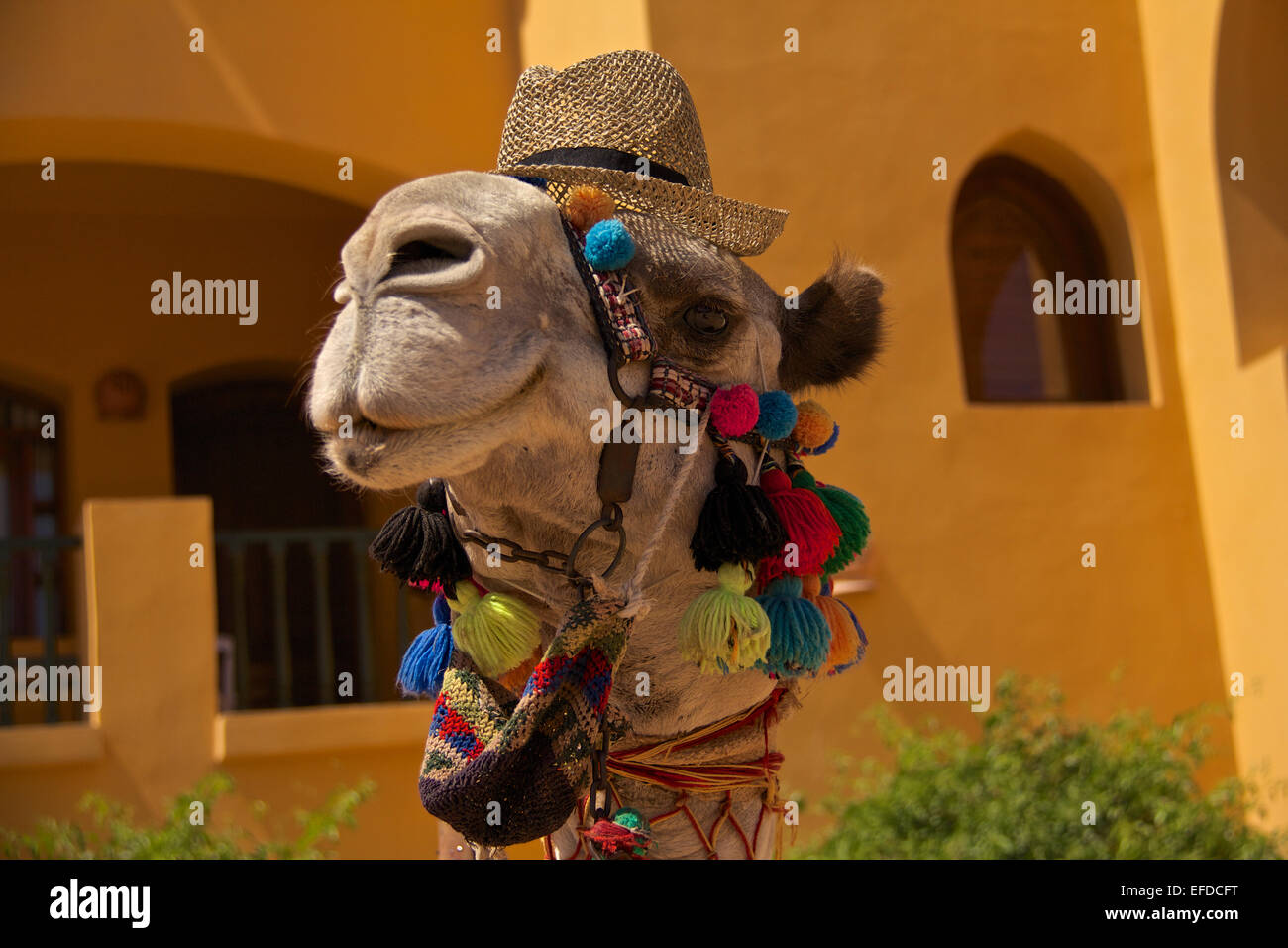 Tourist and camel hi-res stock photography and images - Alamy