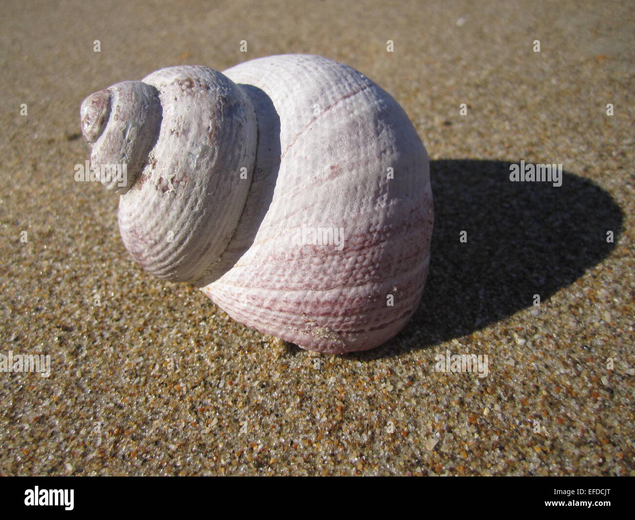 New zealand sea shell on hi-res stock photography and images - Alamy