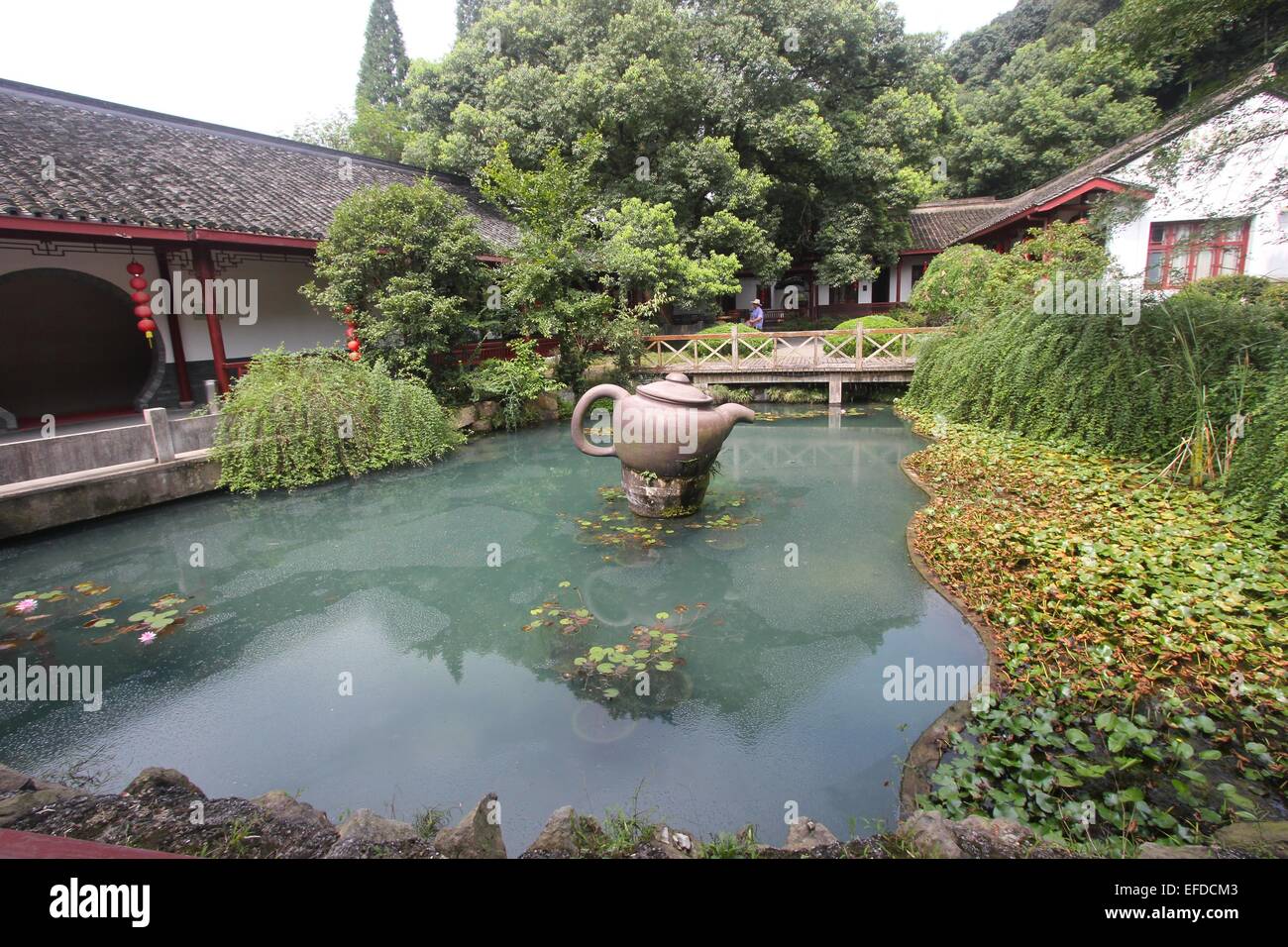 Longjing tea plantation Tea Cup Dragon Hangzhou China Stock Photo - Alamy