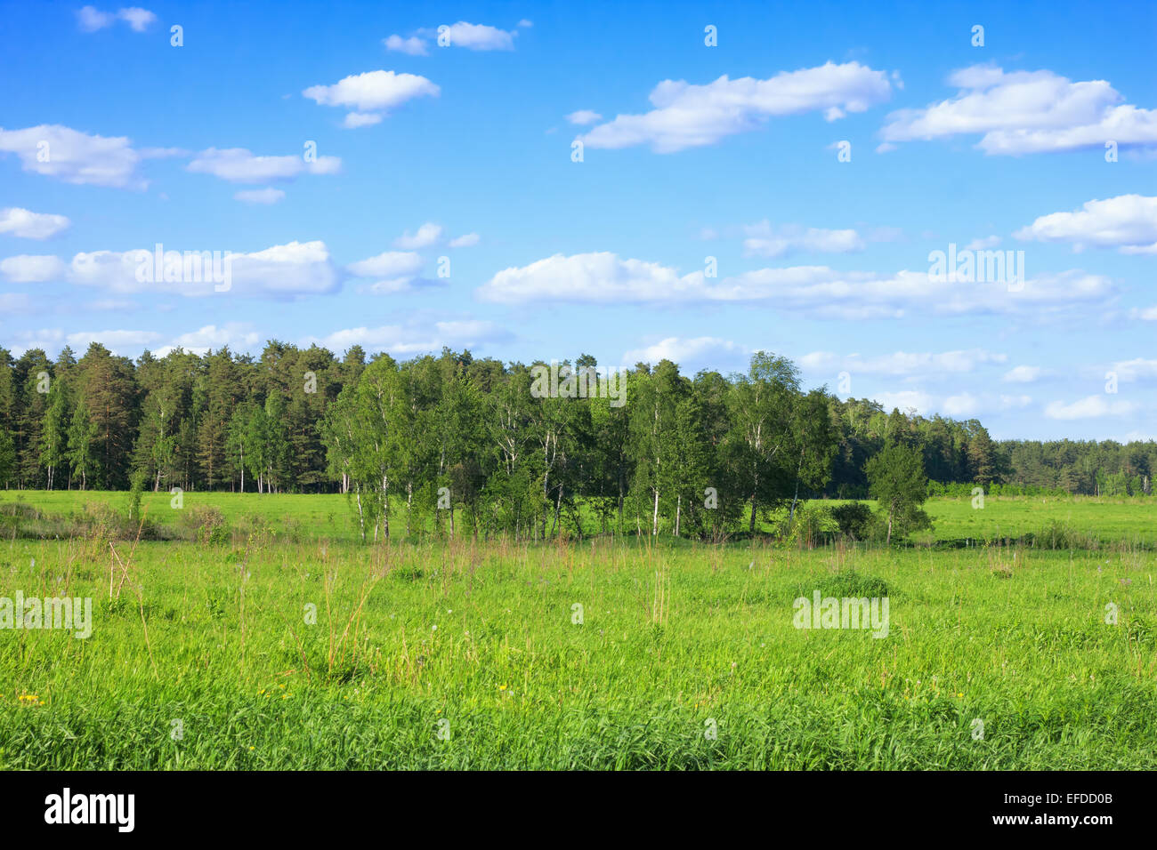 summer forest landscape with green grass field Stock Photo - Alamy