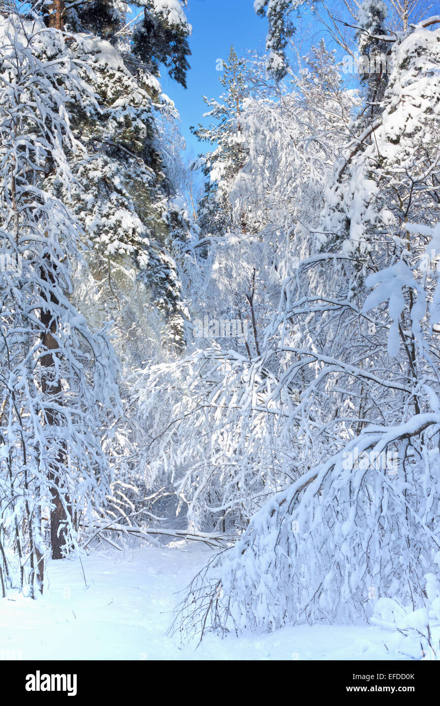 Winter landscape with frozen trees Stock Photo - Alamy