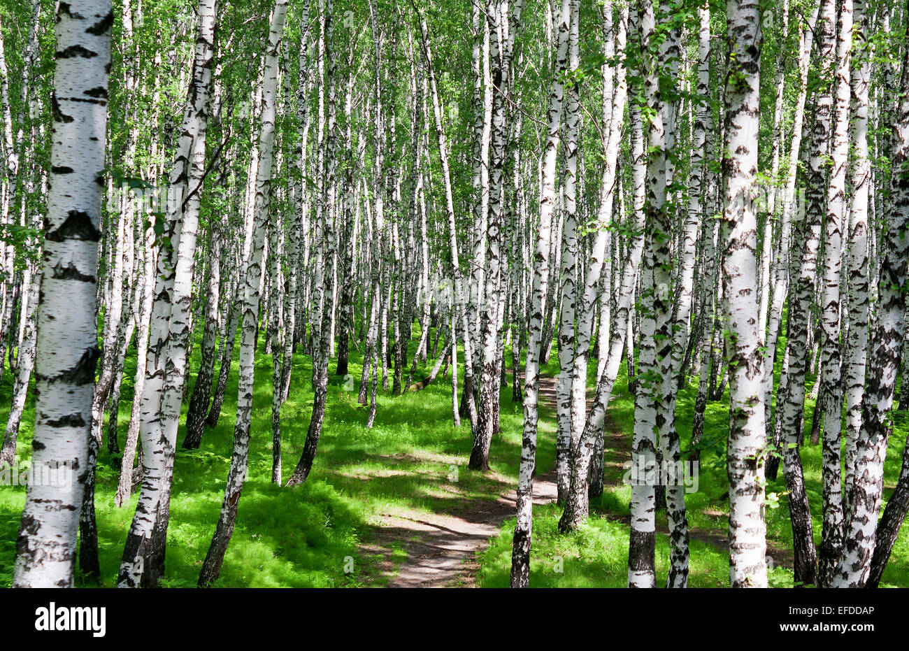 beautiful summer landscape with the forest and the sun Stock Photo - Alamy