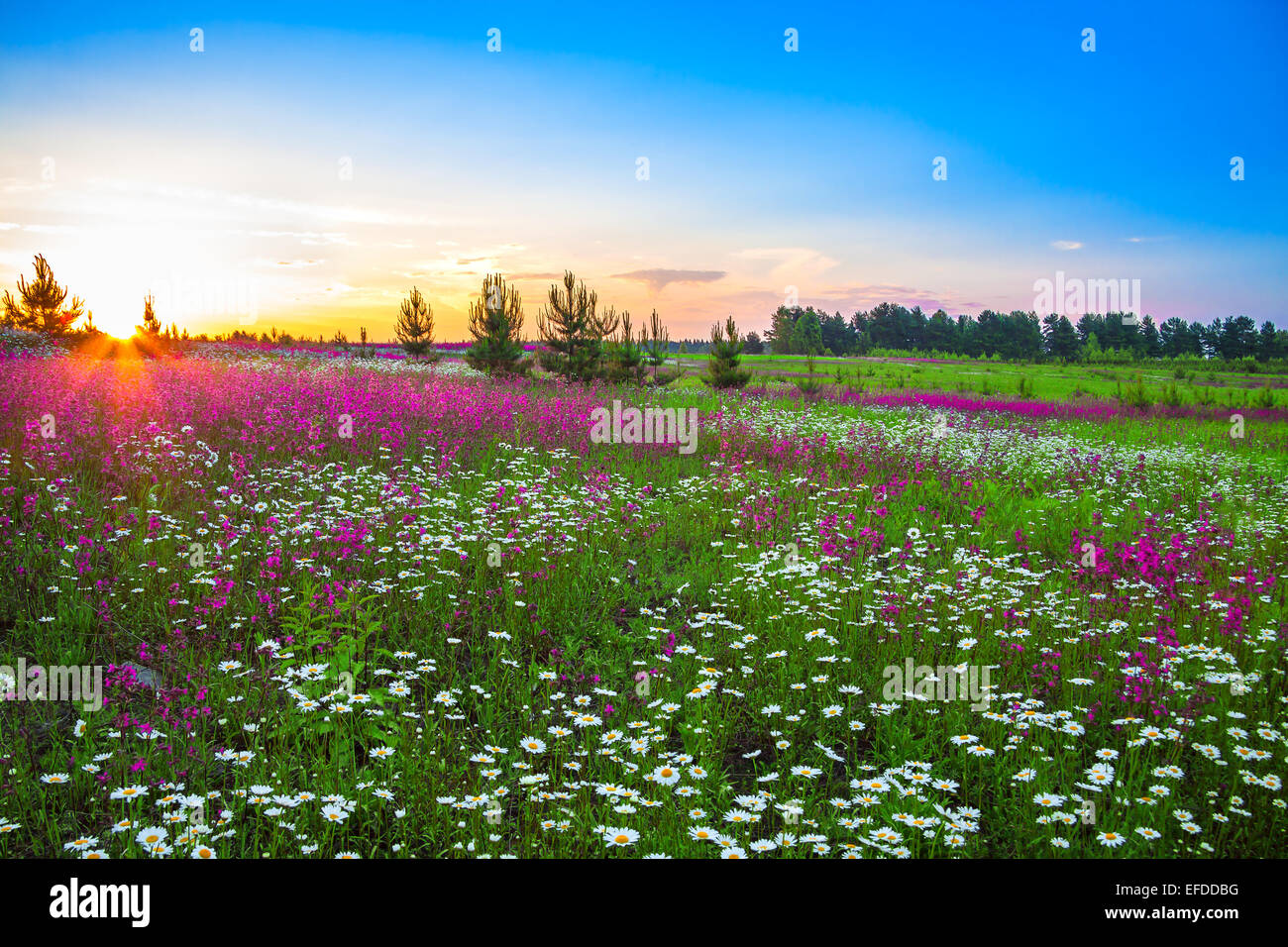 the summer landscape with flowers on a meadow and sunset Stock Photo ...