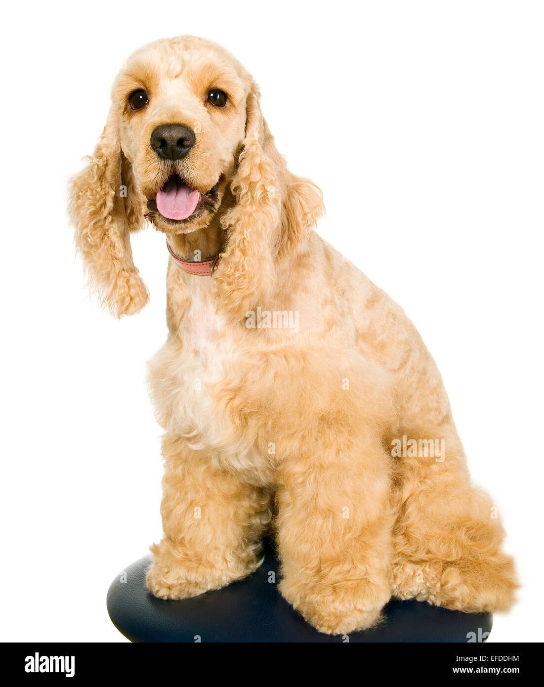 American cocker spaniel puppy hi-res stock photography and images - Alamy