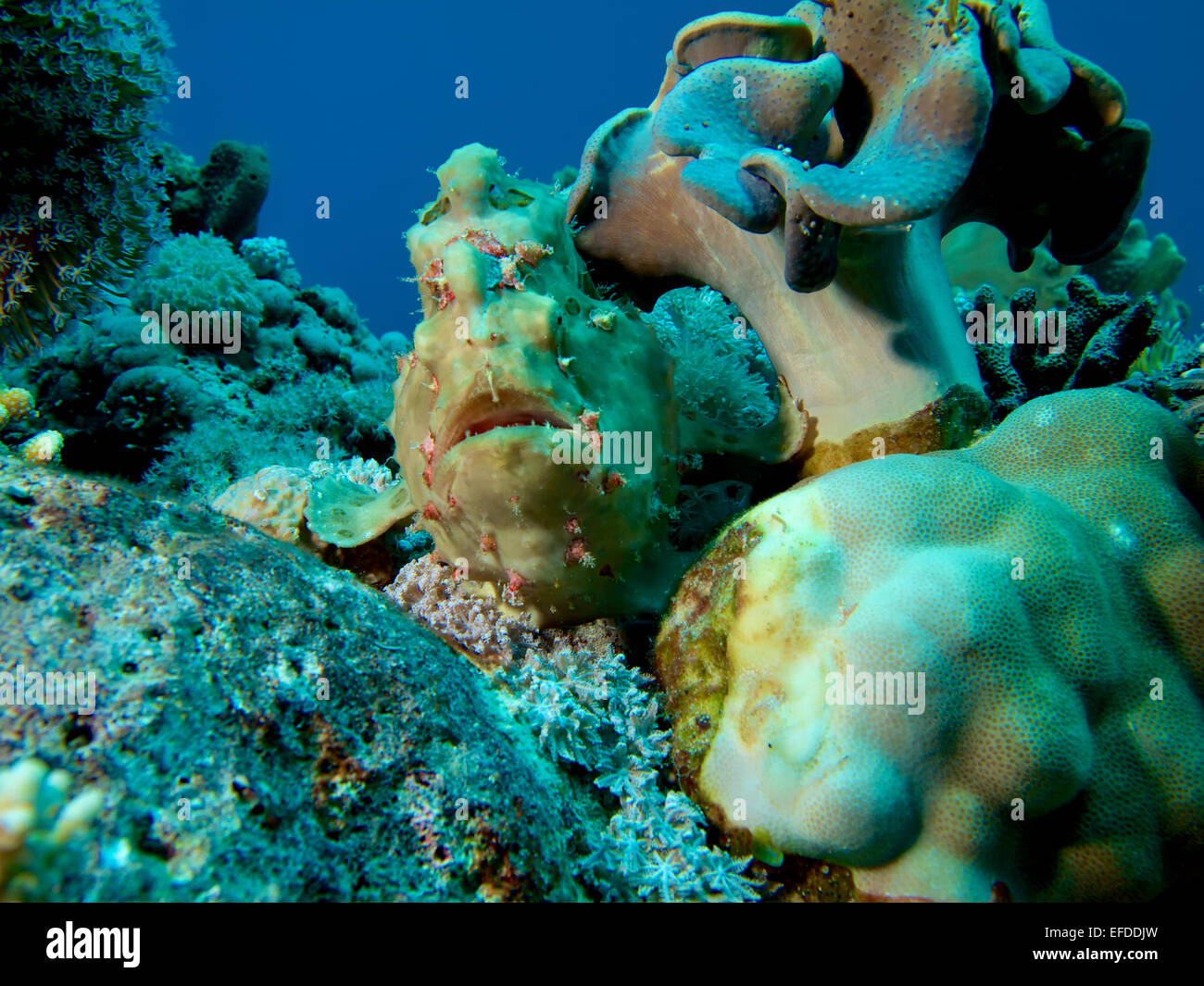 Red Sea Frogfish Stock Photo - Alamy